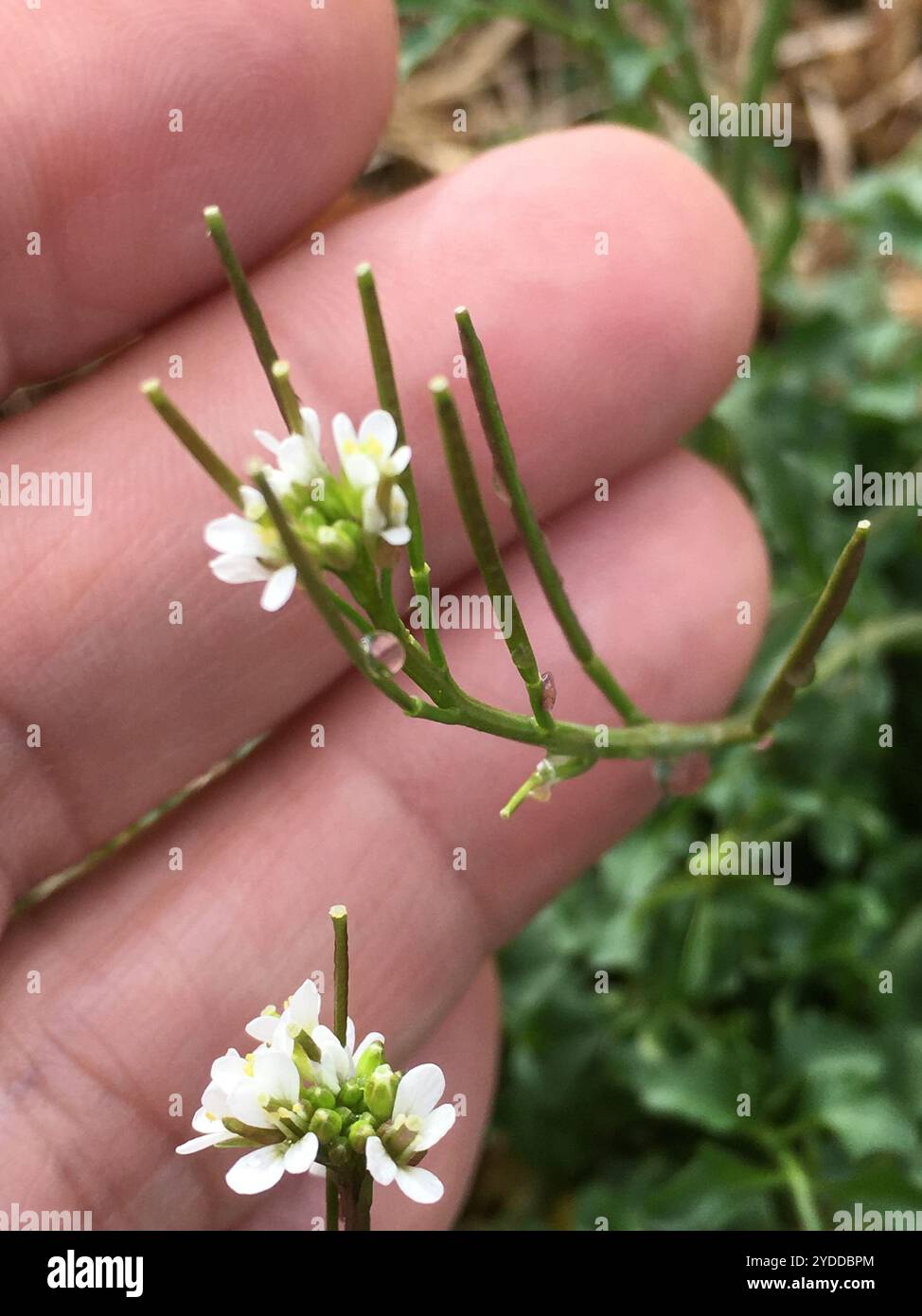 hairy bittercress (Cardamine hirsuta Stock Photo - Alamy