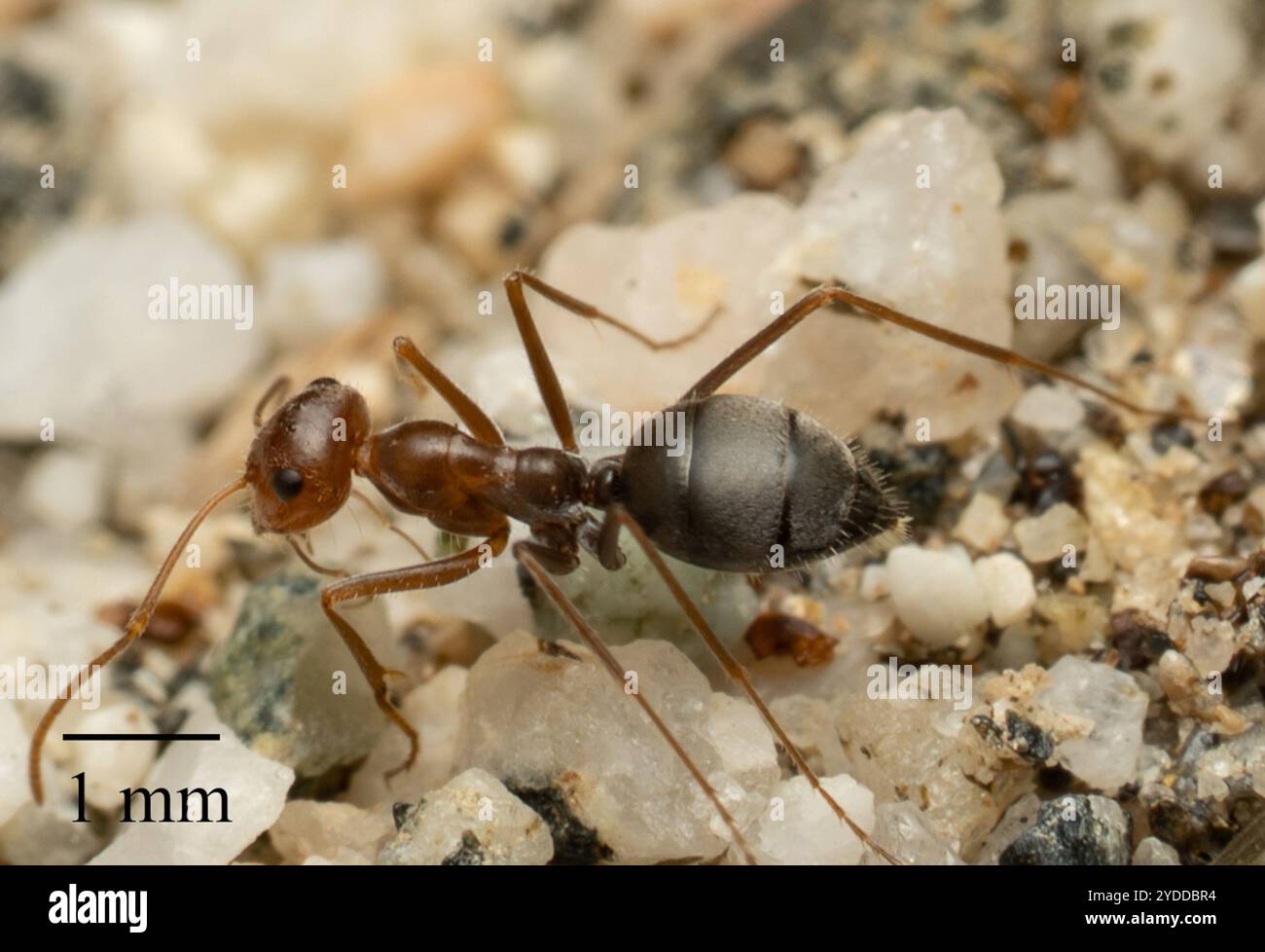 Mimicus-flaviceps-group Honeypot Ants (Myrmecocystus mimicus Stock ...