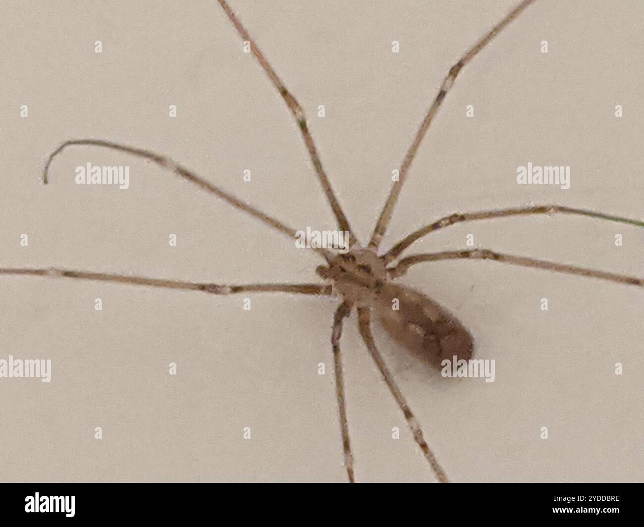 Manueli hi-res stock photography and images - Alamy