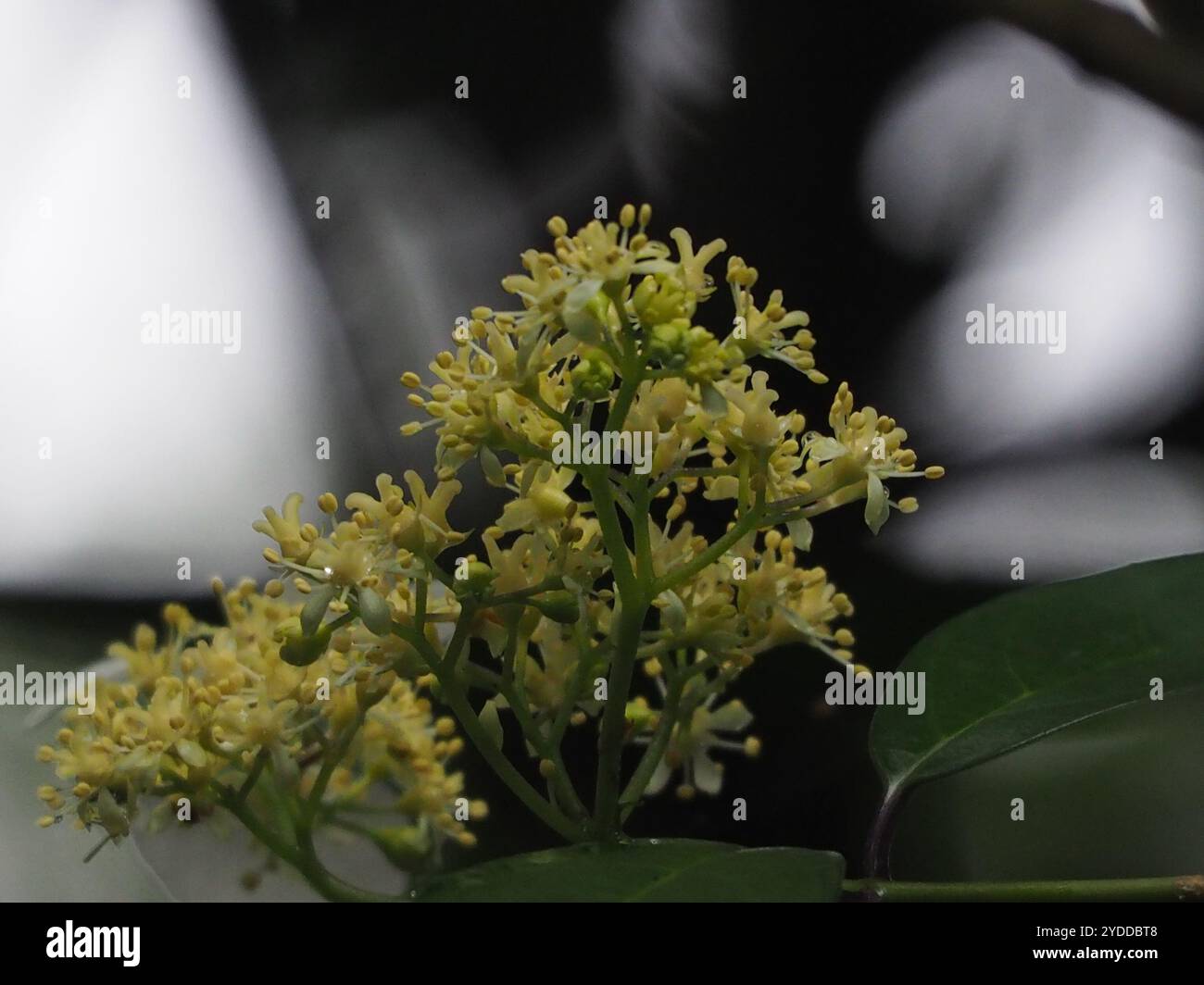 Chinese Hydrangea (Hydrangea chinensis Stock Photo - Alamy