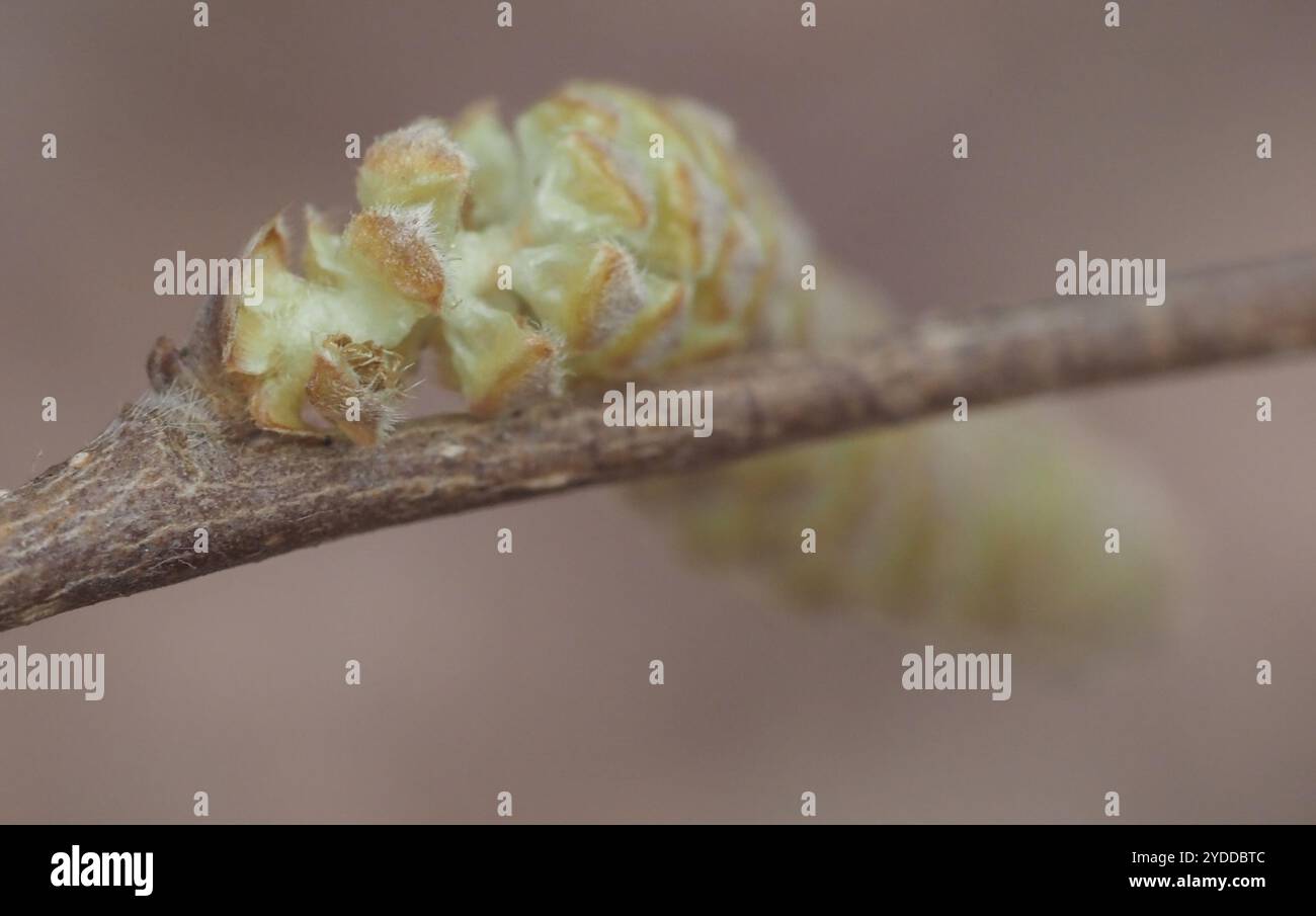 Beaked hazelnut hi-res stock photography and images - Alamy