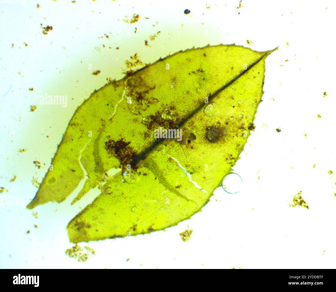 Wavy-leaf Moss (Plagiomnium ciliare Stock Photo - Alamy