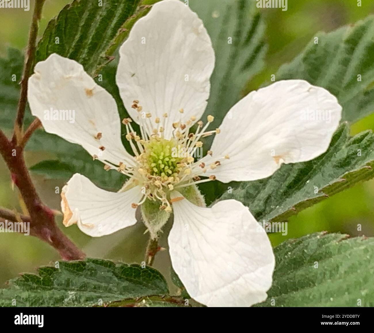Pensilvanicus hi-res stock photography and images - Alamy