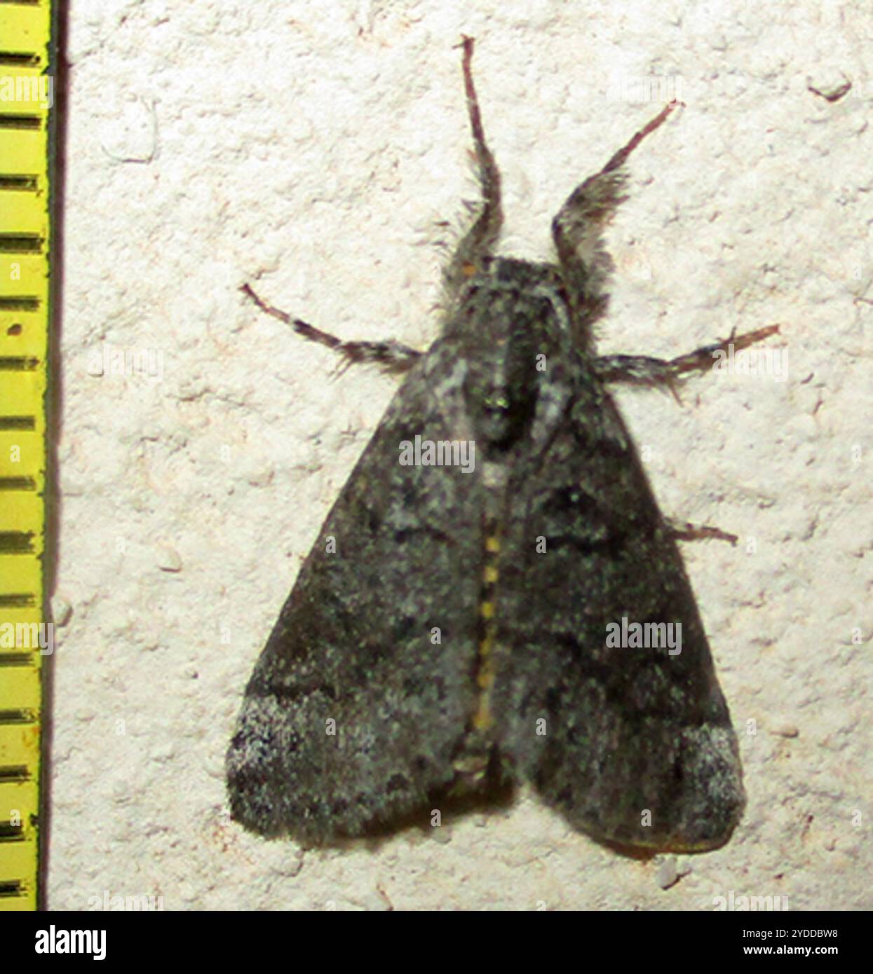 Tussock Moths (Lymantriinae Stock Photo - Alamy