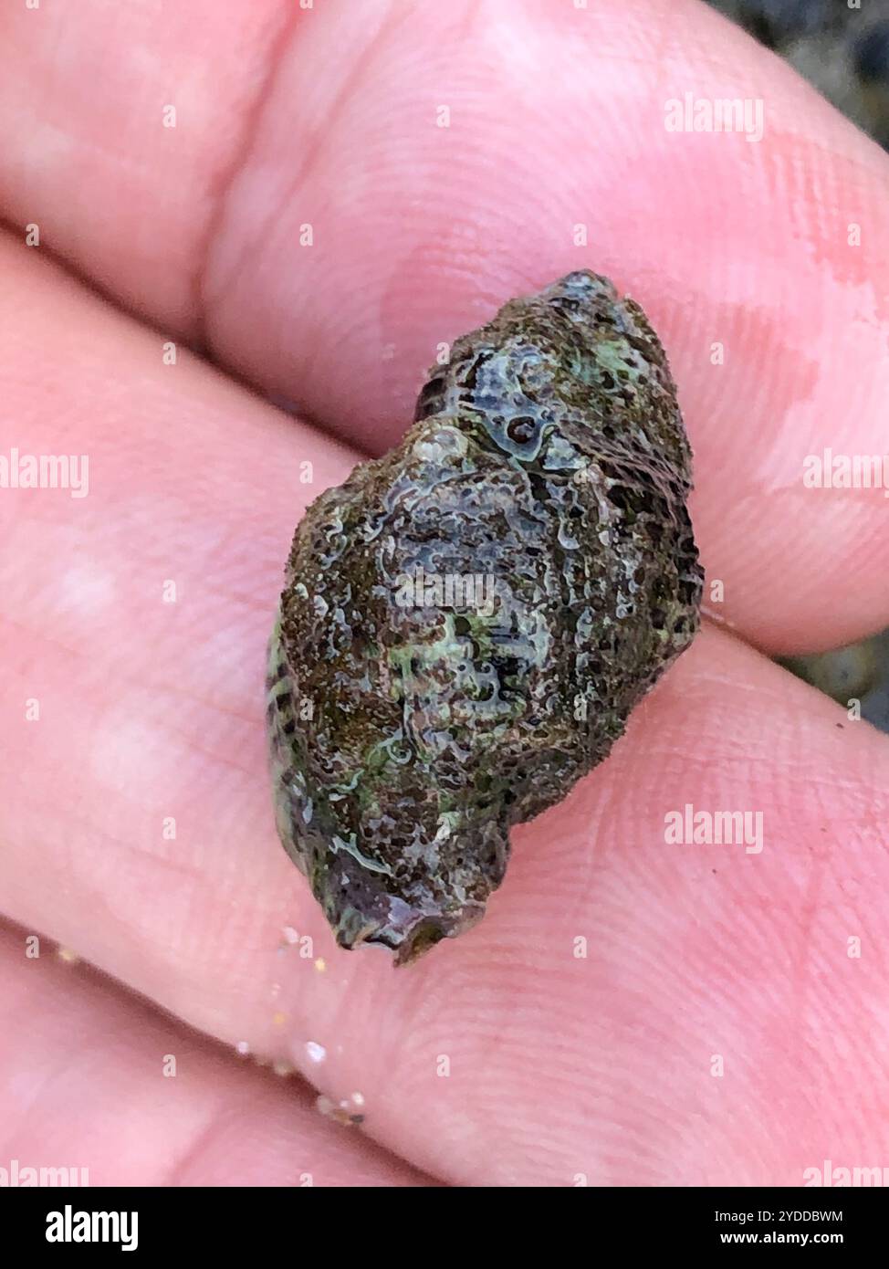 Angular Unicorn (Acanthinucella spirata Stock Photo - Alamy