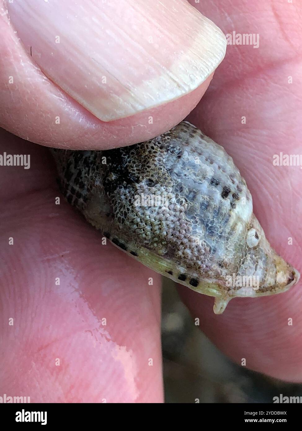 Angular Unicorn (Acanthinucella spirata Stock Photo - Alamy