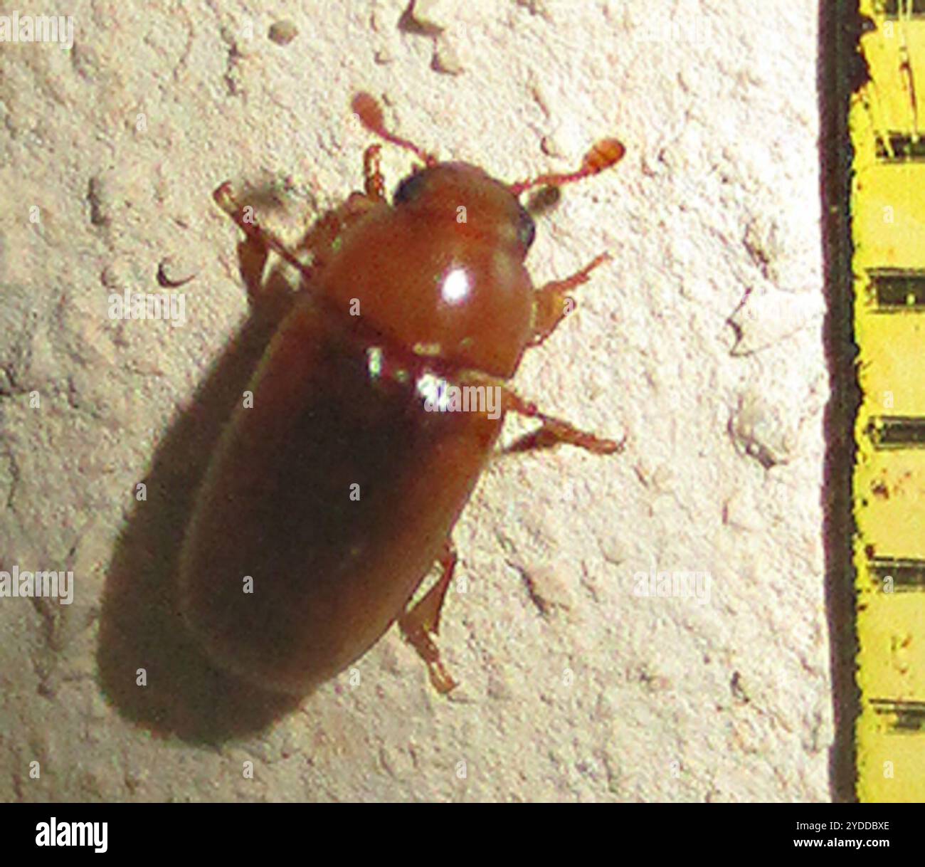 Pleasing Fungus Beetles (Erotylidae Stock Photo - Alamy