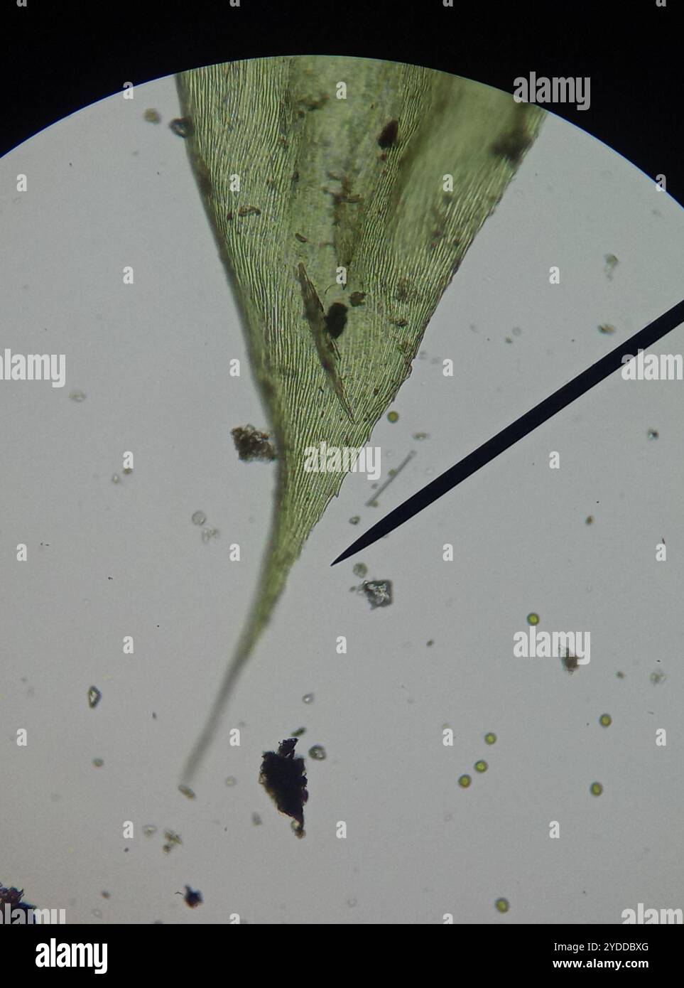 Rough-stalked Feather-moss (Brachythecium rutabulum Stock Photo - Alamy