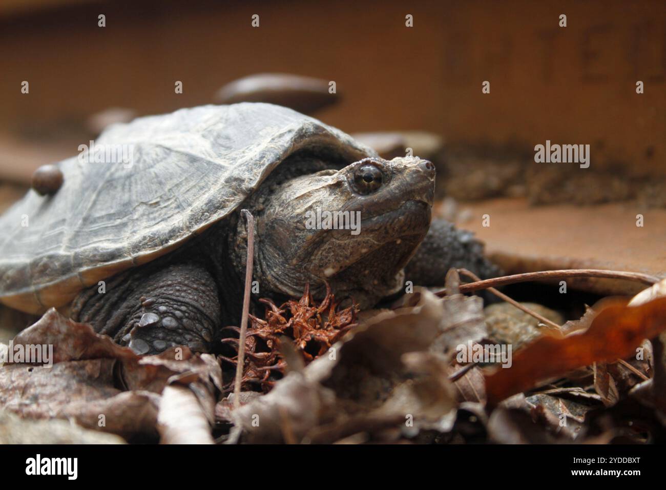 Common Snapping Turtle (Chelydra serpentina Stock Photo - Alamy