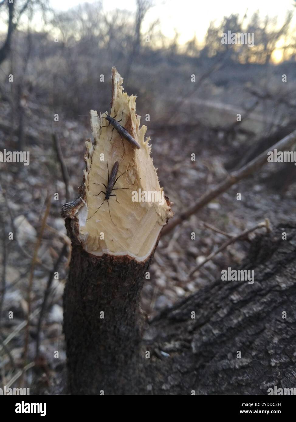 Winter Stoneflies (Taeniopterygidae Stock Photo - Alamy