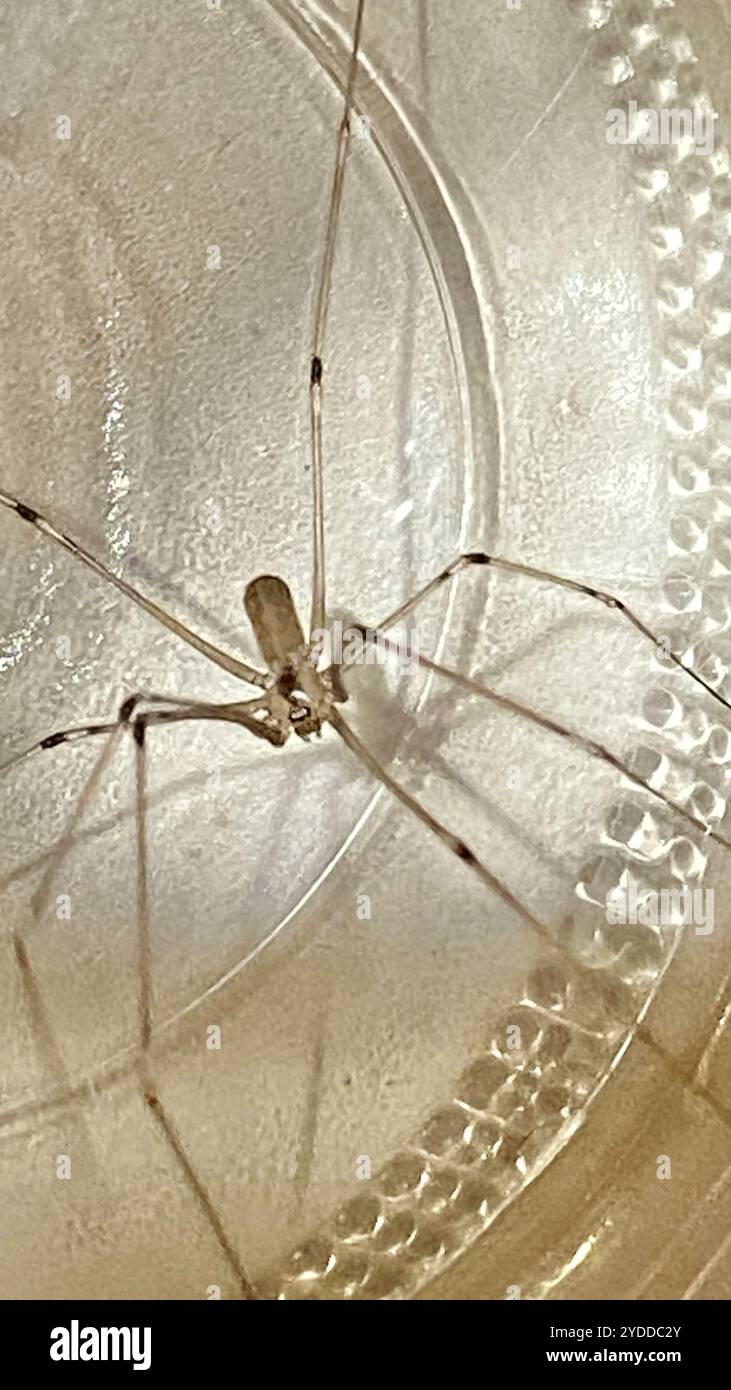Long-bodied Cellar Spider (Pholcus phalangioides Stock Photo - Alamy