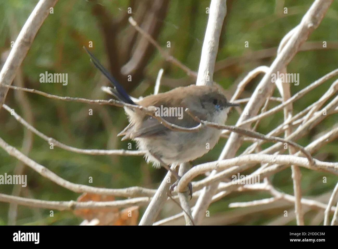 Superb Fairywren (Malurus cyaneus Stock Photo - Alamy
