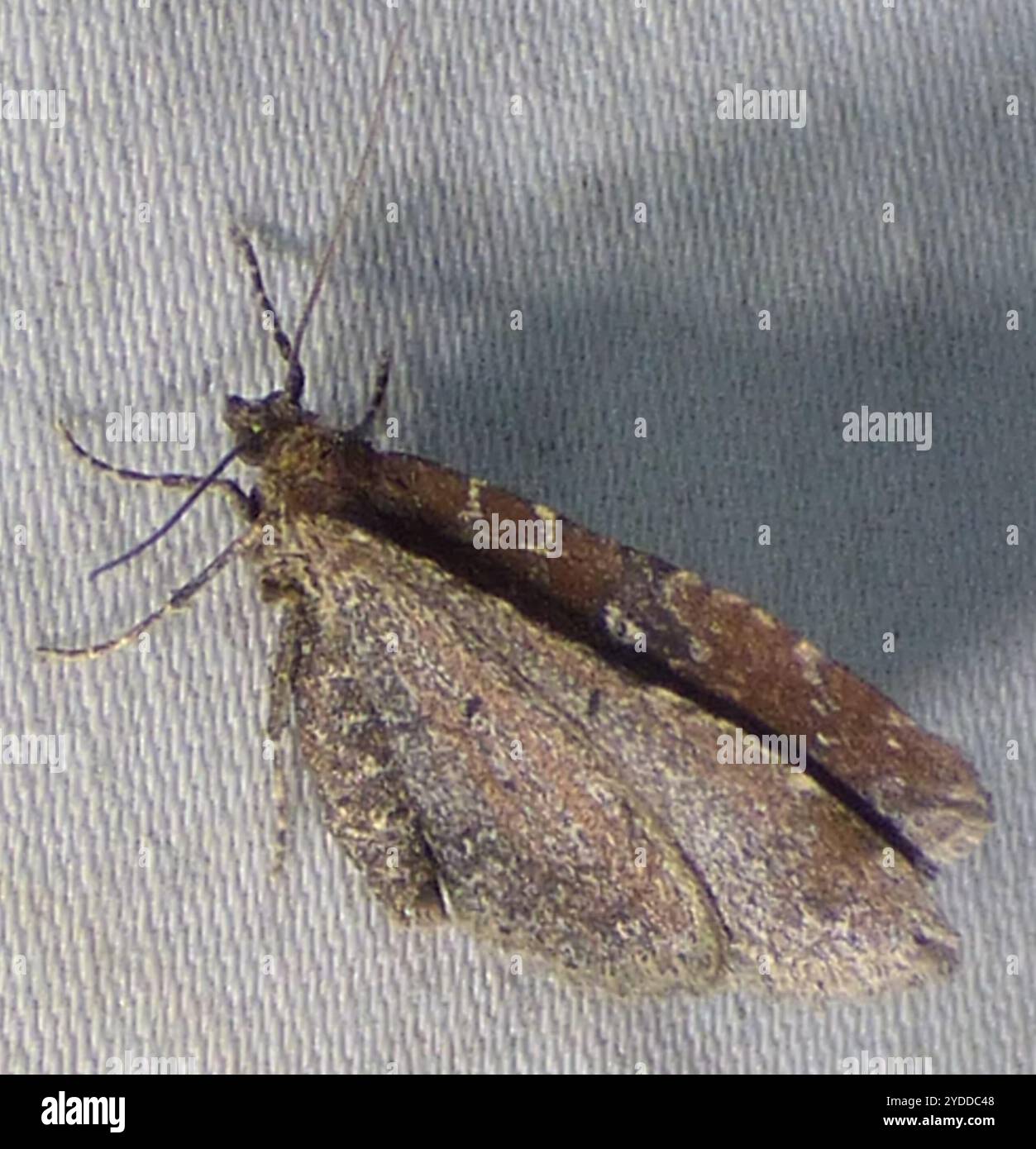 Gem Moth (Orthonama obstipata Stock Photo - Alamy