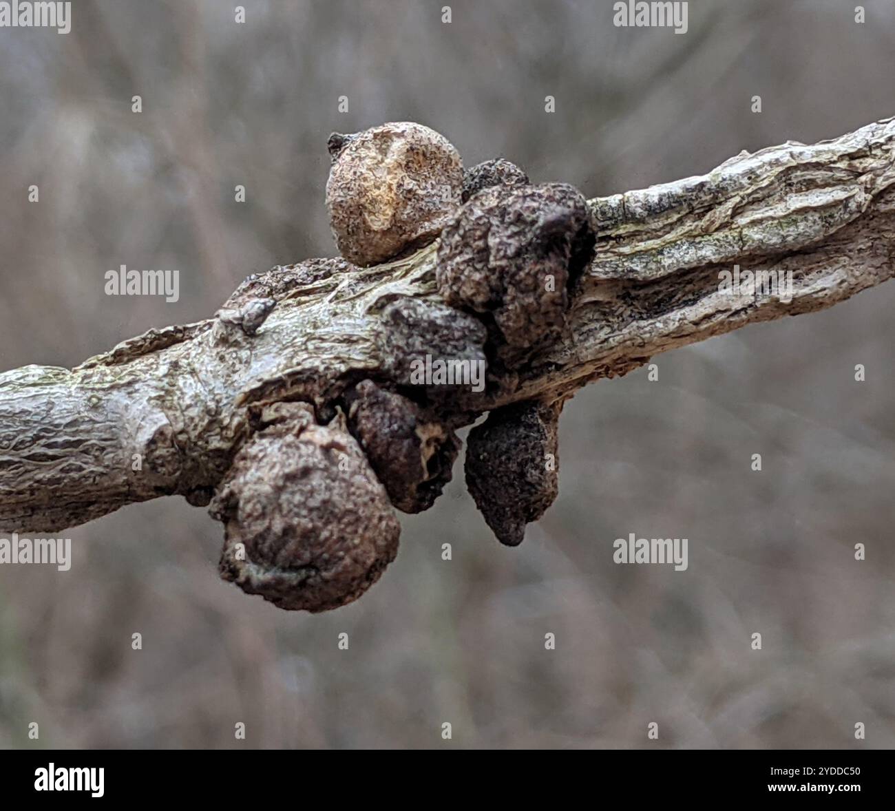 Oak Rough Bulletgall Wasp (Disholcaspis quercusmamma Stock Photo - Alamy