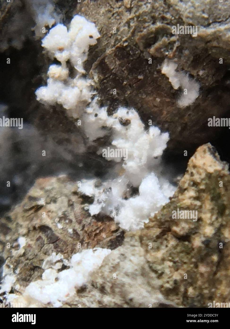 Beech Scale (Cryptococcus fagisuga Stock Photo - Alamy