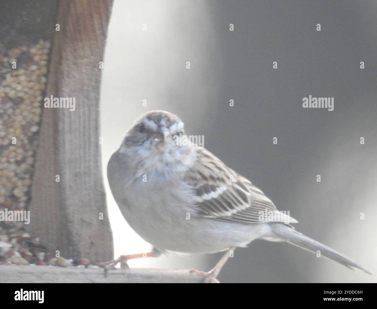 Chipping Sparrow (Spizella passerina Stock Photo - Alamy
