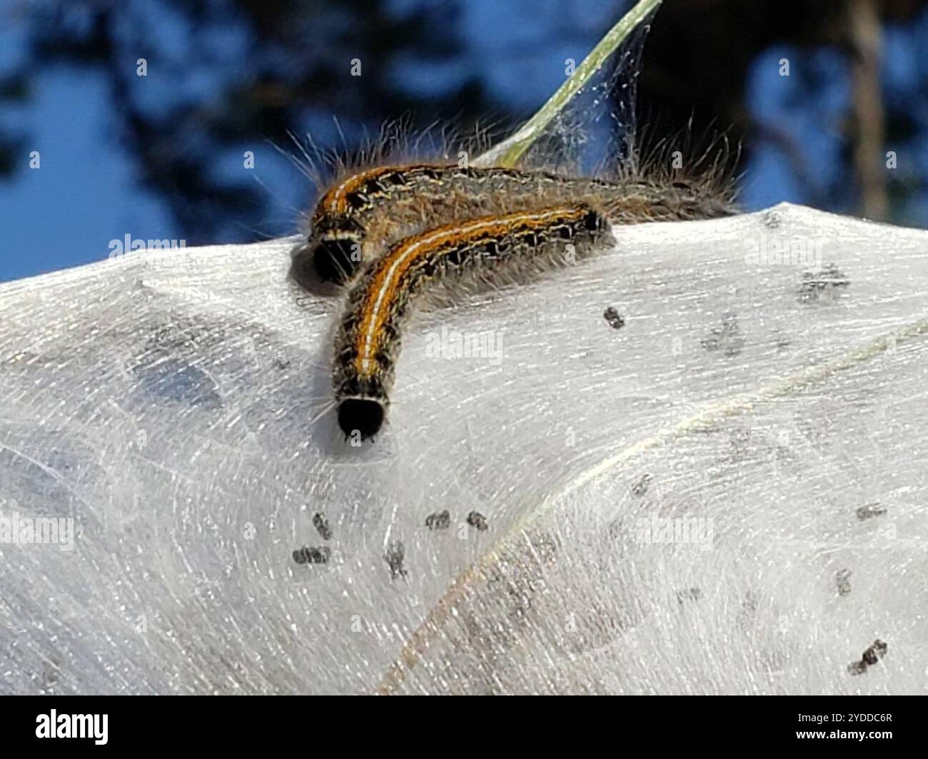 Eastern Tent Caterpillar Moth (Malacosoma americana Stock Photo - Alamy
