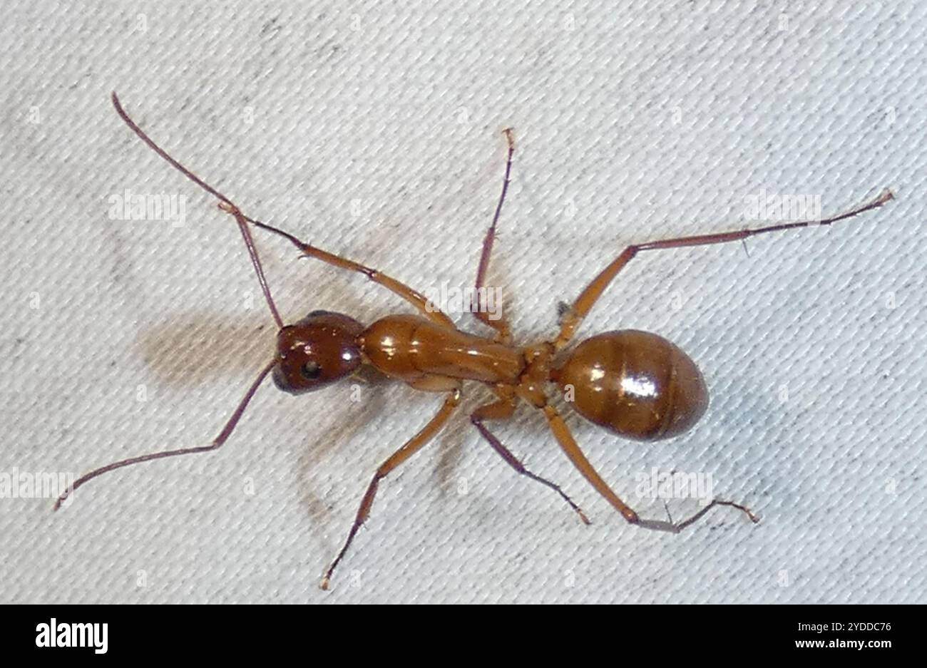 Chestnut carpenter ant hi-res stock photography and images - Alamy