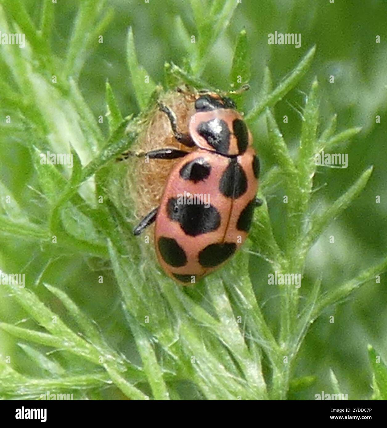 Spotted Pink Lady Beetle (Coleomegilla maculata Stock Photo - Alamy