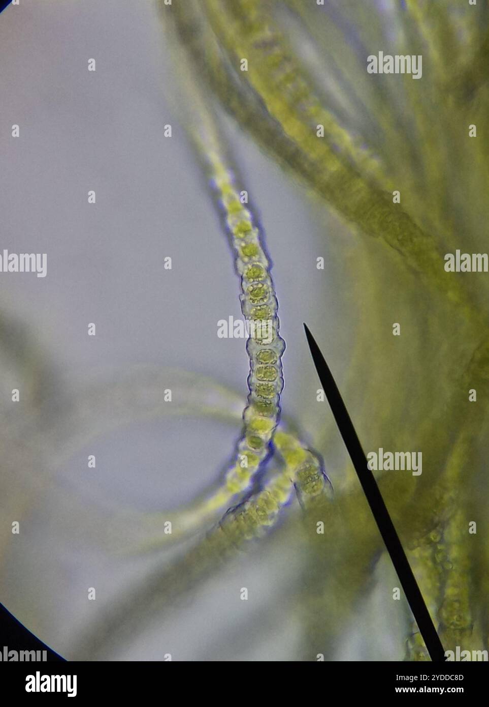 Ulvophycean green algae (Ulvophyceae Stock Photo - Alamy