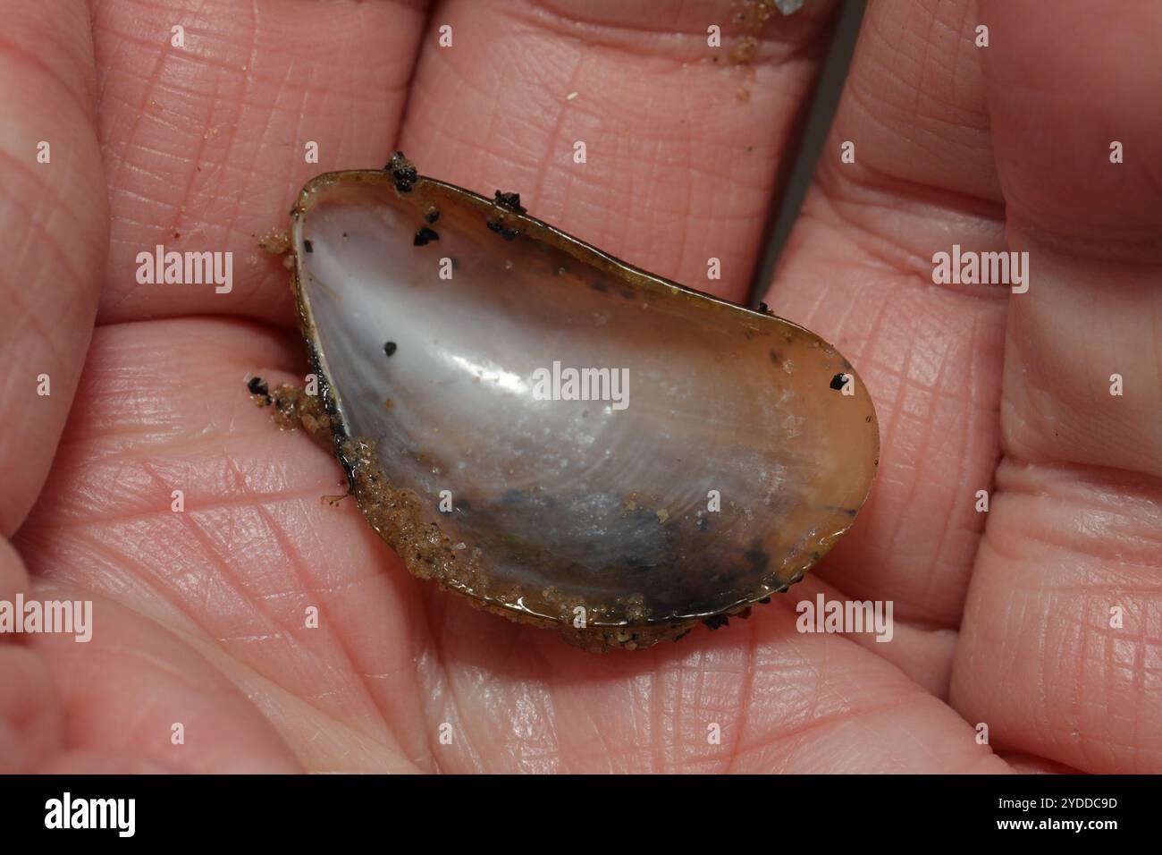 Blue Mussel (Mytilus edulis Stock Photo - Alamy