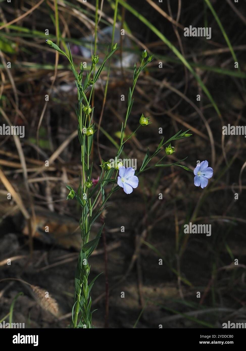 common flax (Linum usitatissimum Stock Photo - Alamy
