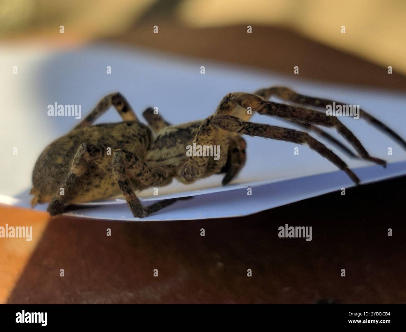 Mediterranean Spiny False Wolf Spider (Zoropsis spinimana Stock Photo ...