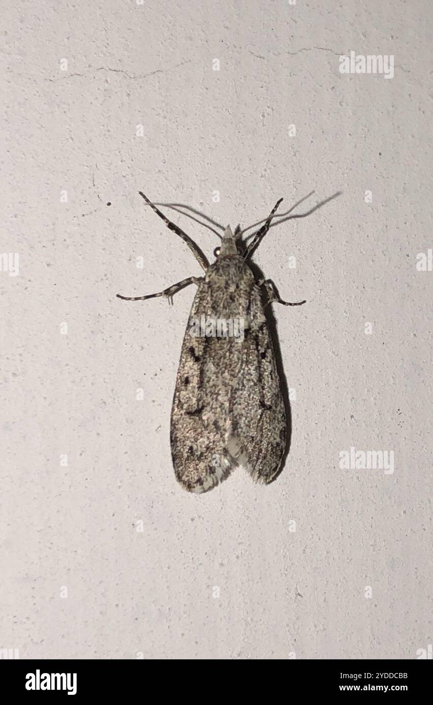 March Tubic (Diurnea fagella Stock Photo - Alamy