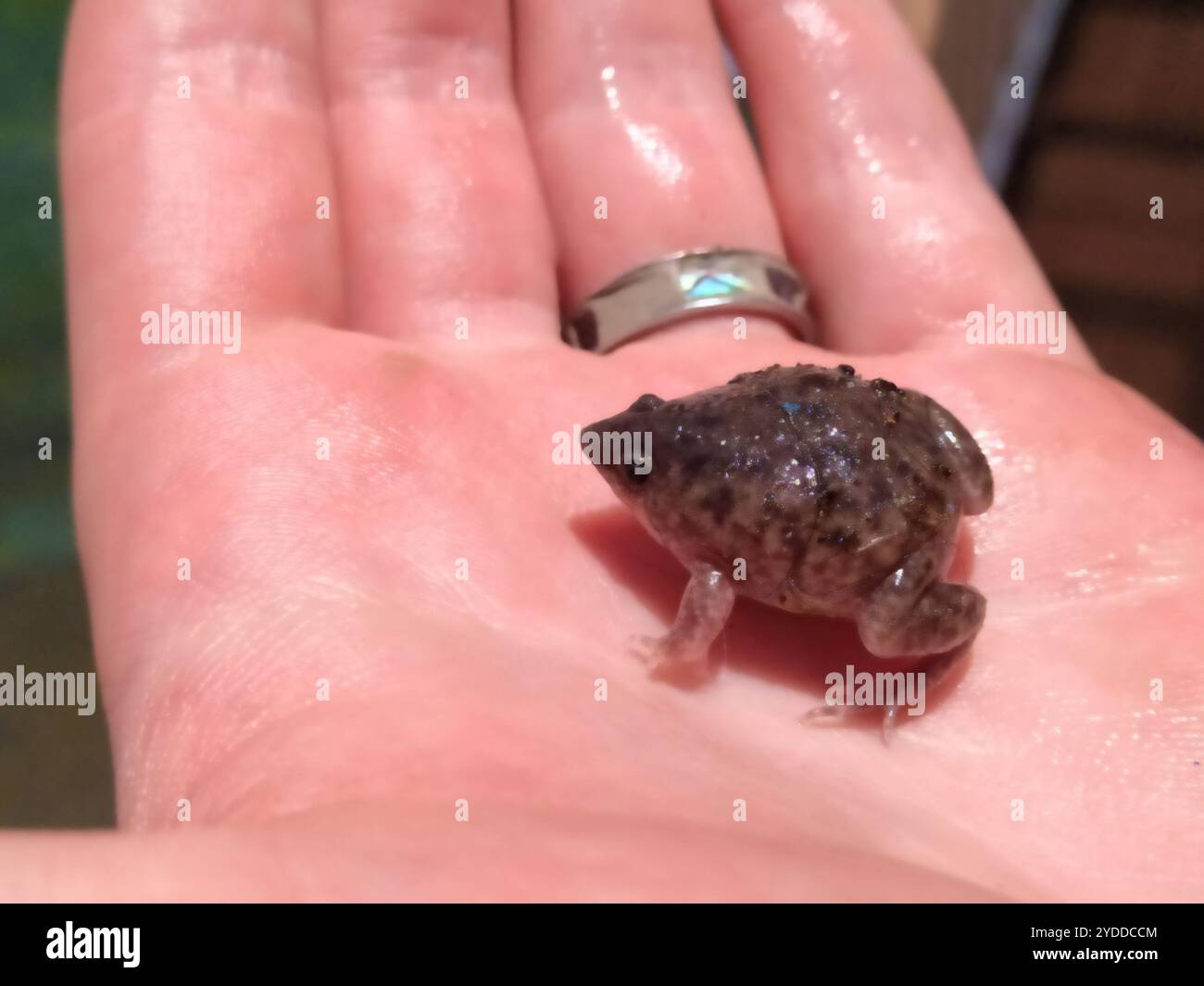 Shovel-nosed Frog (Hemisus marmoratus Stock Photo - Alamy