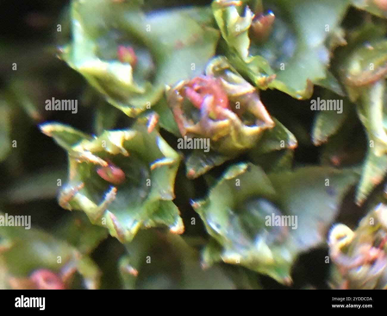 lesser smoothcap (Atrichum angustatum Stock Photo - Alamy
