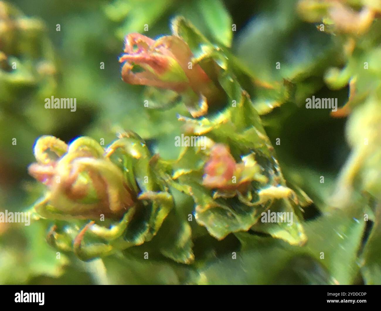 lesser smoothcap (Atrichum angustatum Stock Photo - Alamy