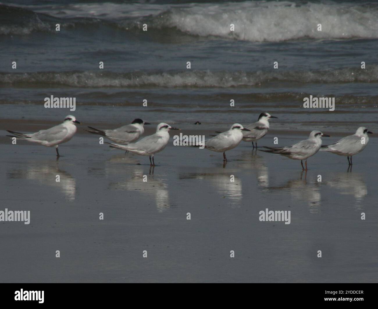 Snowy-crowned Tern (Sterna trudeaui Stock Photo - Alamy