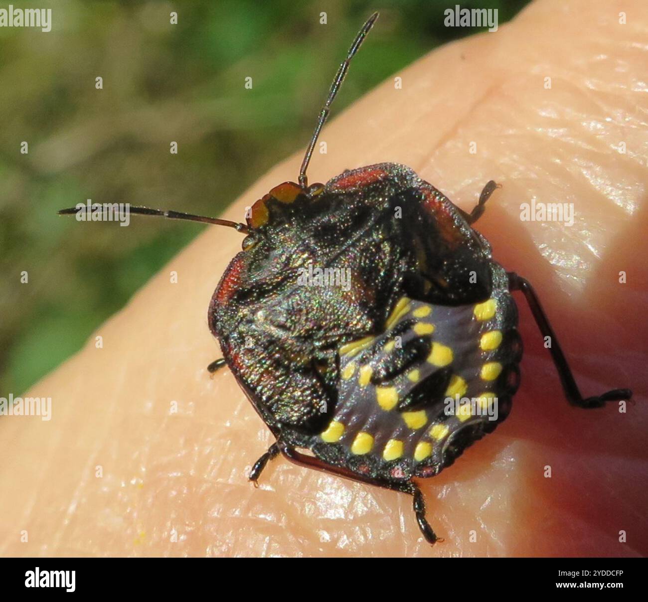 Southern Green Stink Bug (Nezara viridula Stock Photo - Alamy