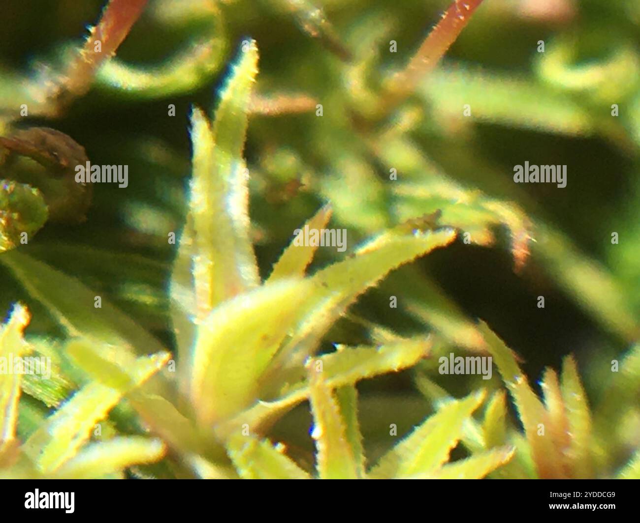 lesser smoothcap (Atrichum angustatum Stock Photo - Alamy