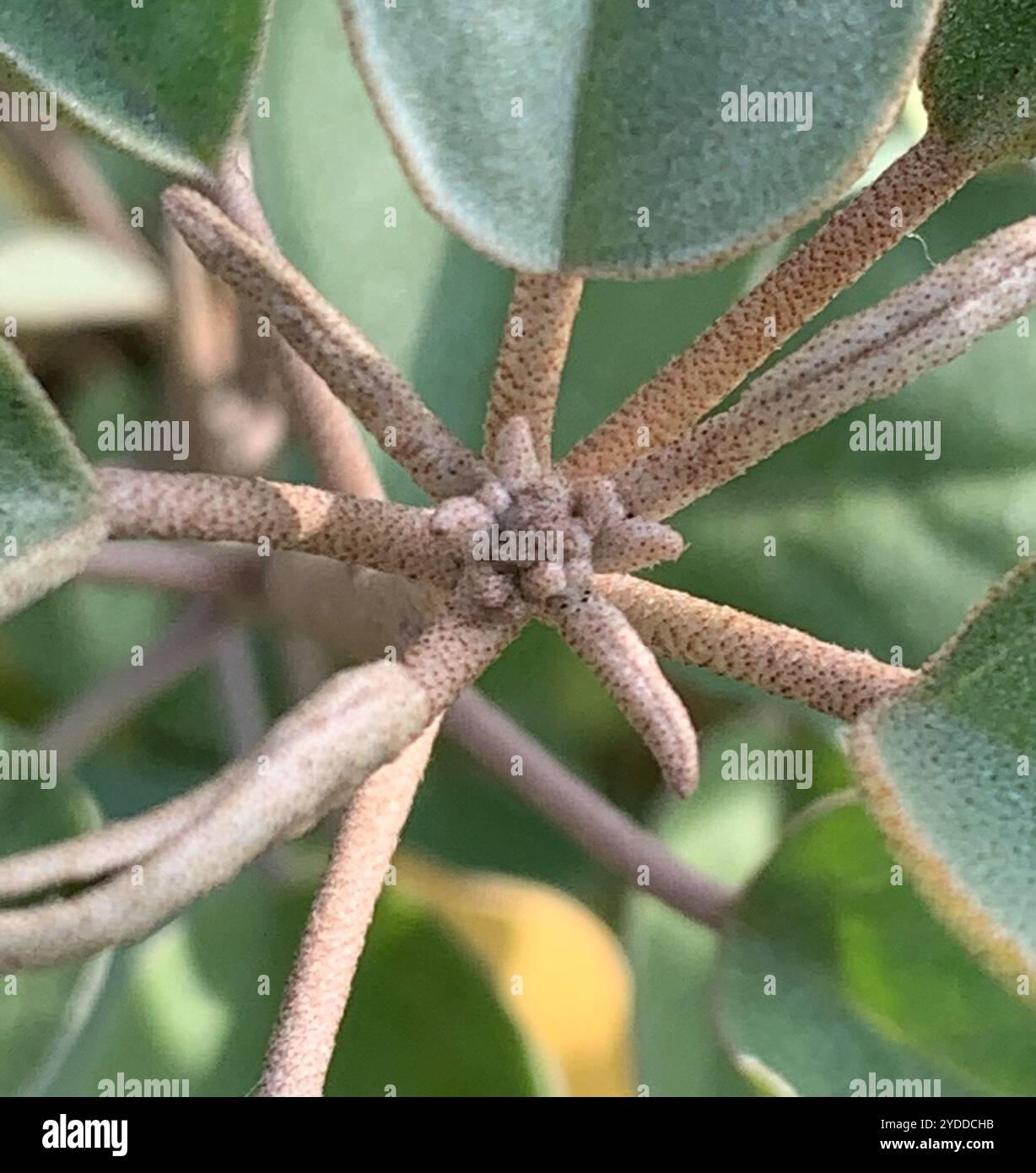 Beach Croton (Croton punctatus Stock Photo - Alamy