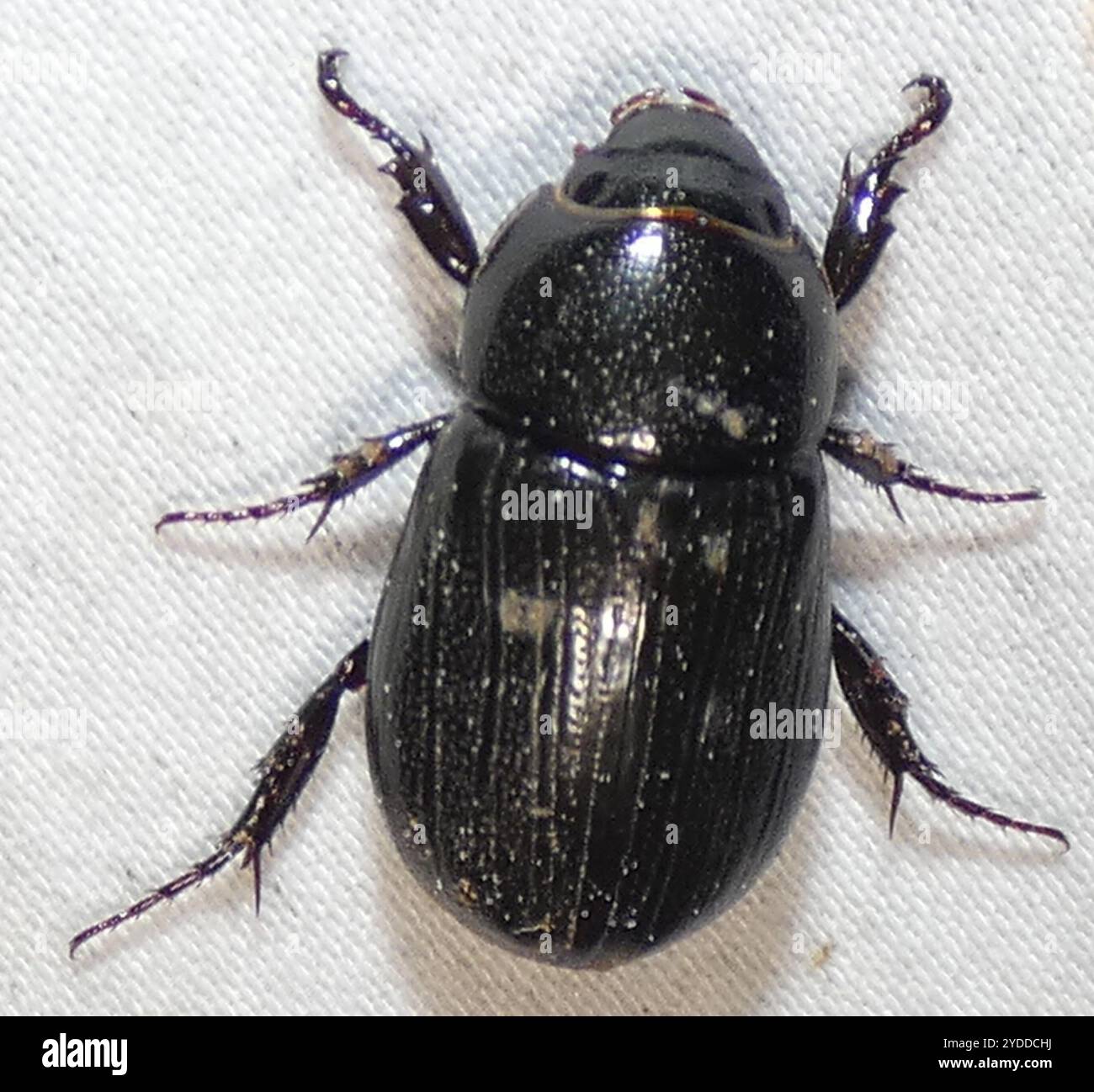 Rice Beetle (Dyscinetus morator Stock Photo - Alamy