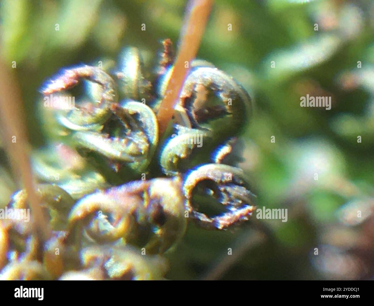 lesser smoothcap (Atrichum angustatum Stock Photo - Alamy
