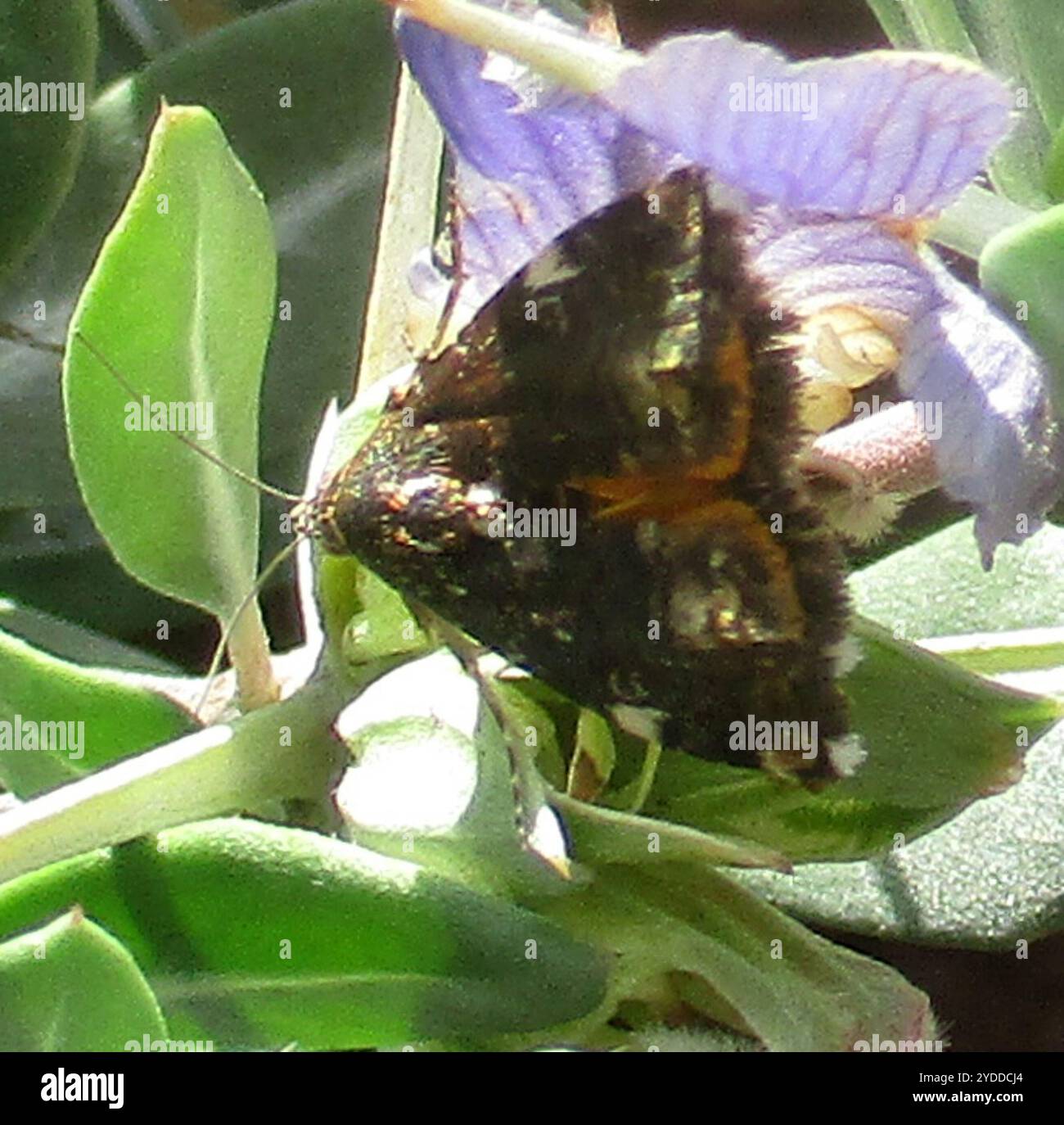 Butterflies and Moths (Lepidoptera Stock Photo - Alamy