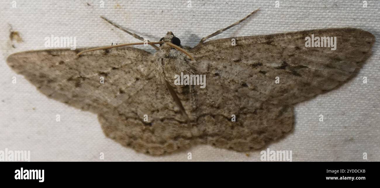Small Engrailed (Ectropis crepuscularia Stock Photo - Alamy