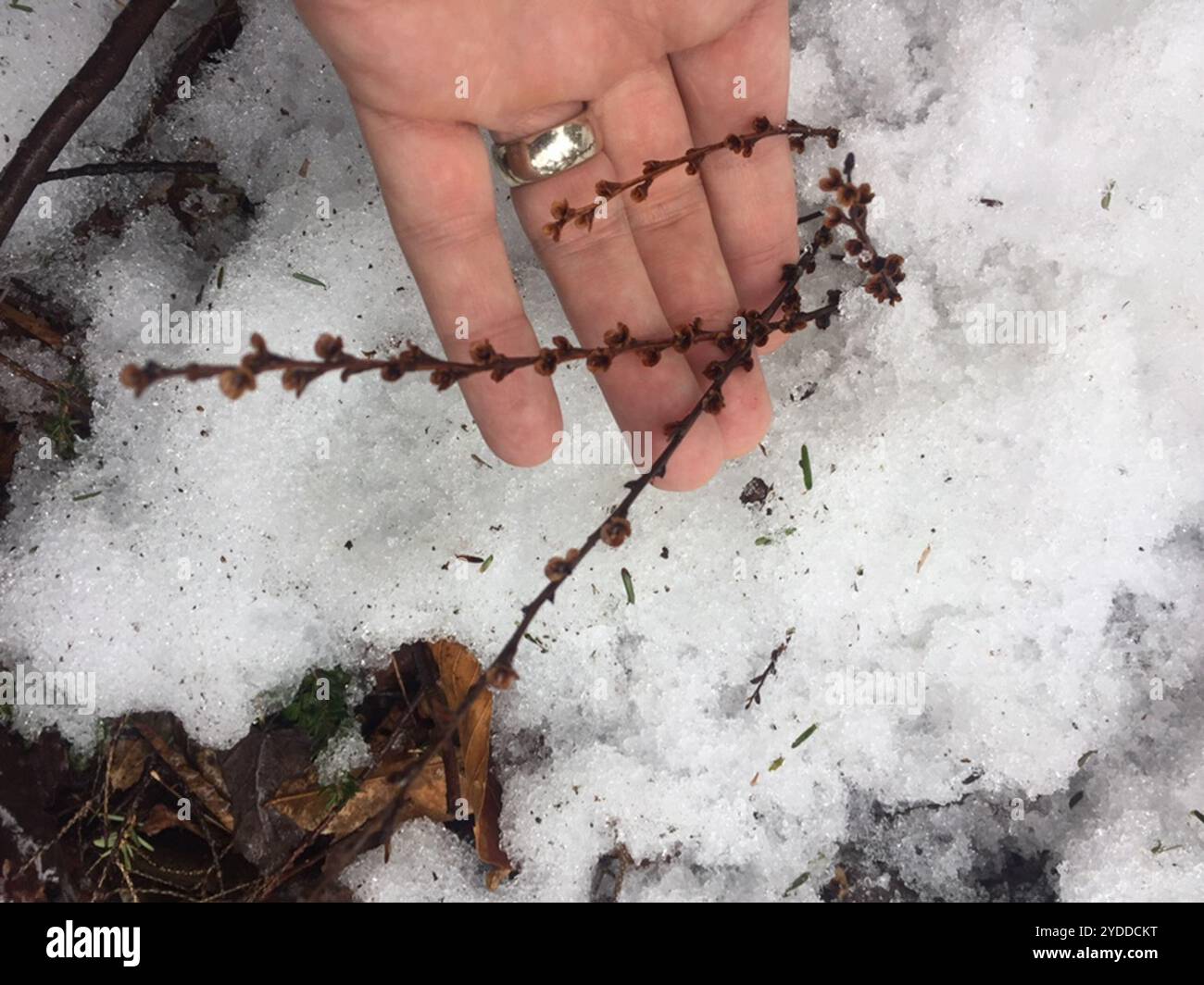 Beechdrops (Epifagus virginiana Stock Photo - Alamy