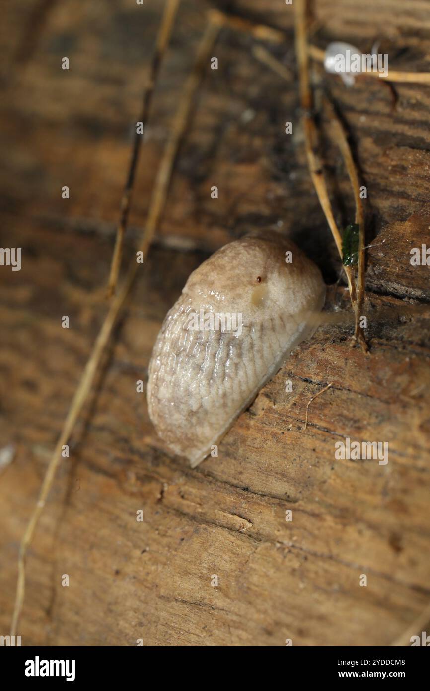 Milky Slug (Deroceras reticulatum Stock Photo - Alamy