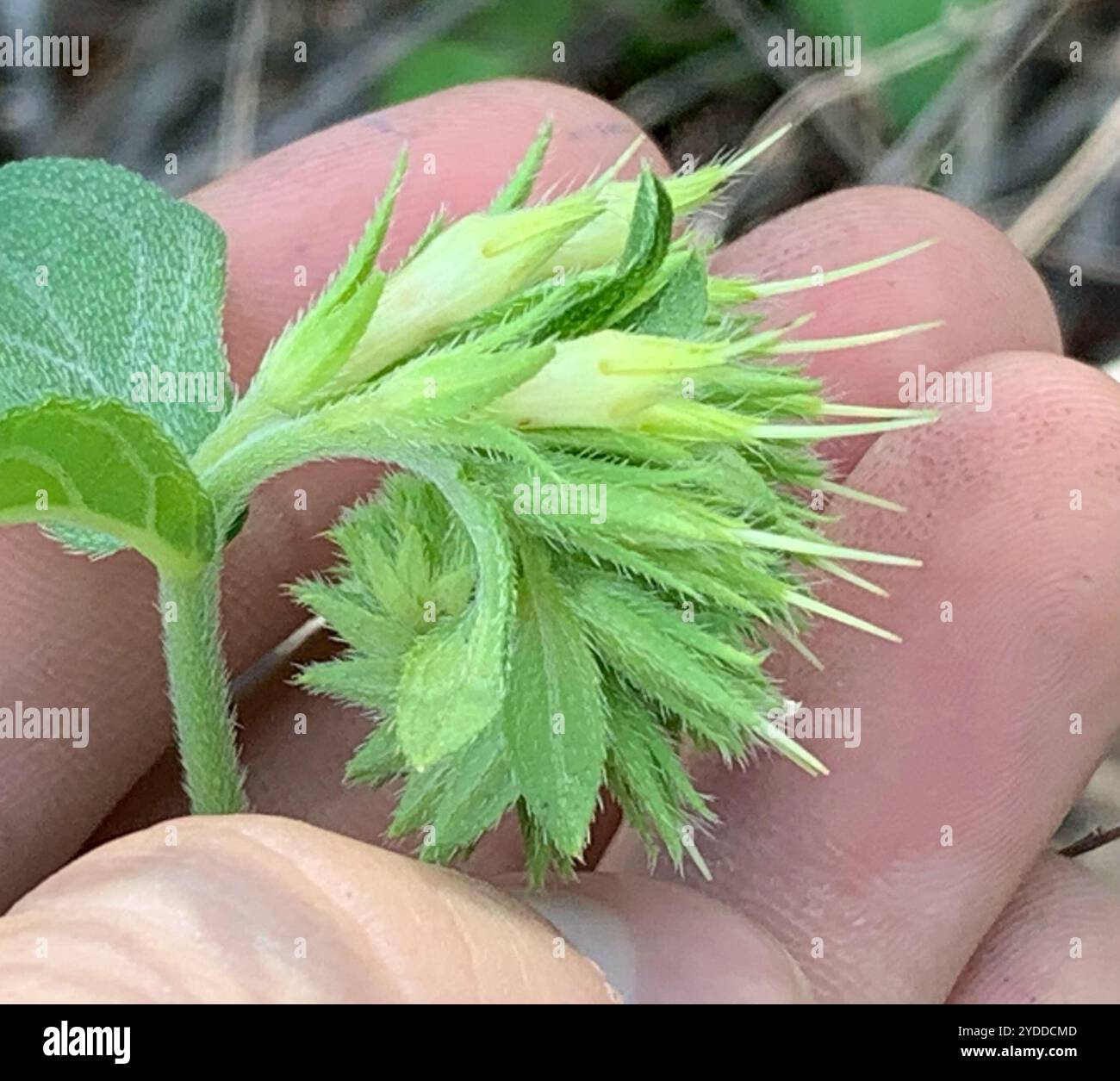Marbleseed hi-res stock photography and images - Alamy
