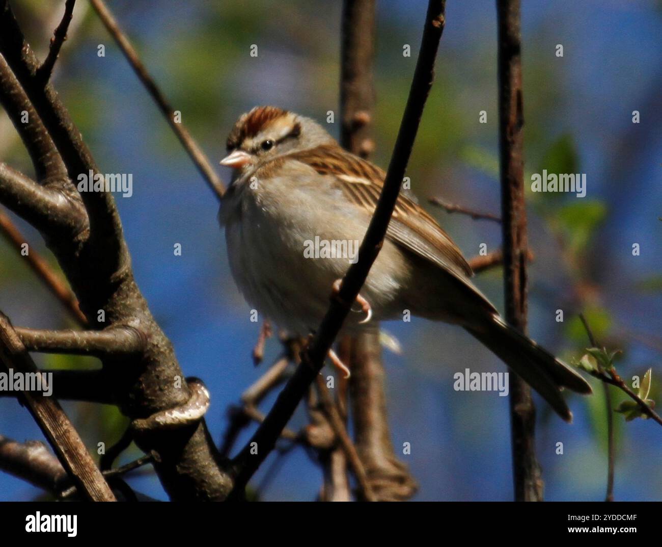 Chipping Sparrow (Spizella passerina Stock Photo - Alamy