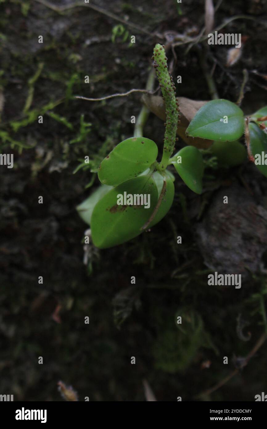 radiator plants (Peperomia Stock Photo - Alamy