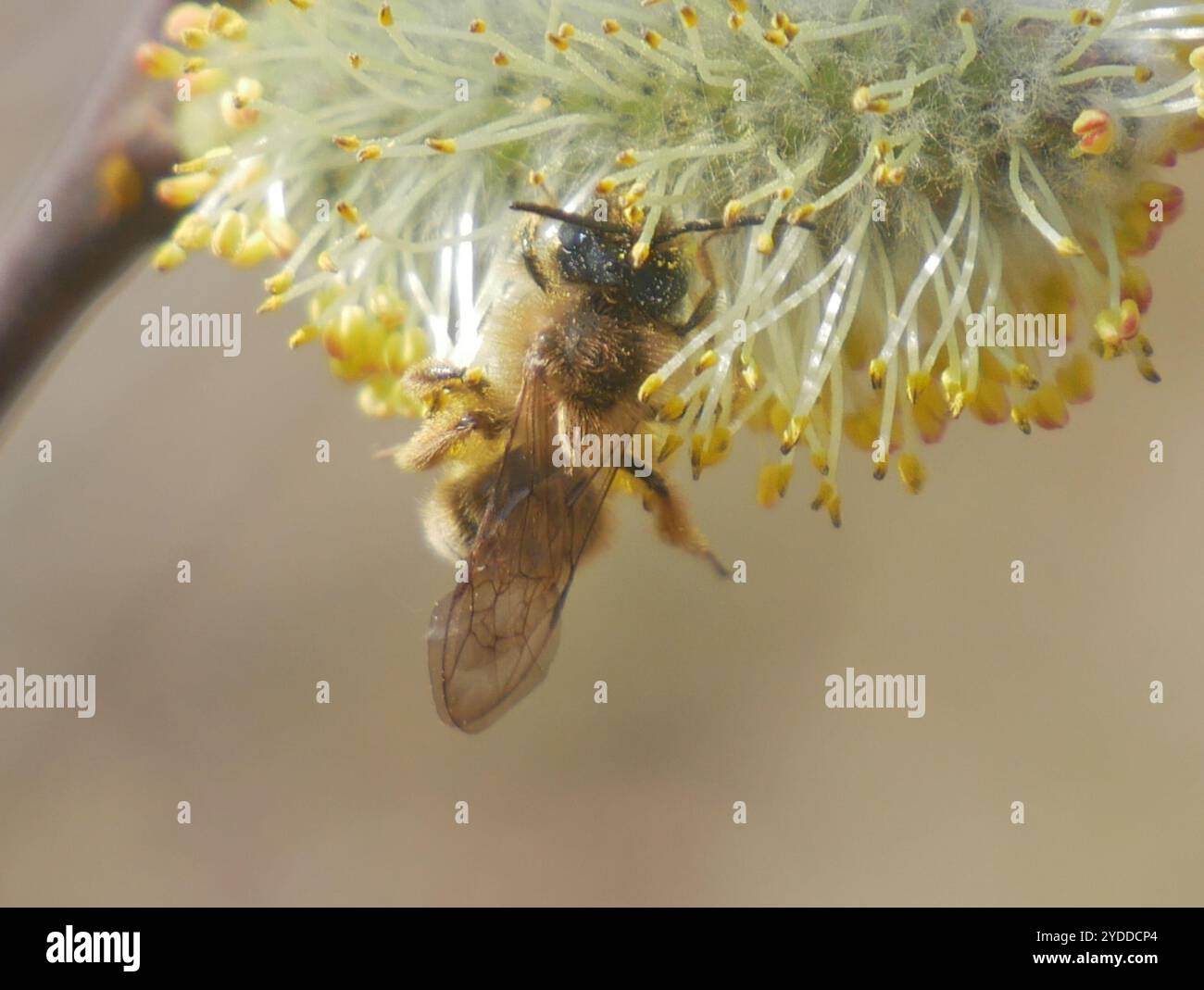 Mining Bees (Andrena Stock Photo - Alamy