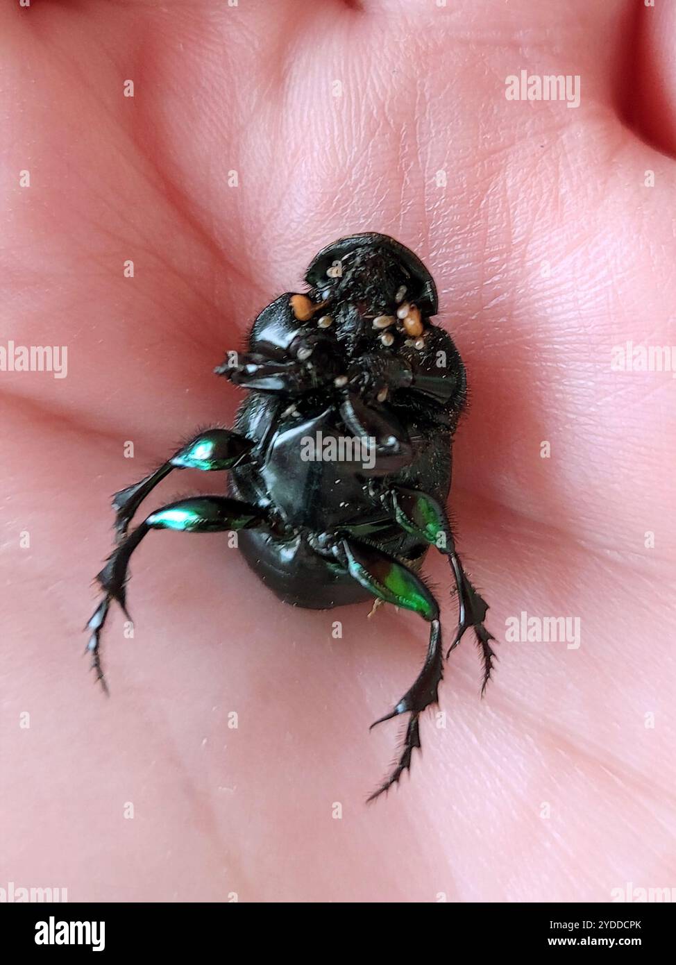Rainbow Scarab (Phanaeus vindex Stock Photo - Alamy