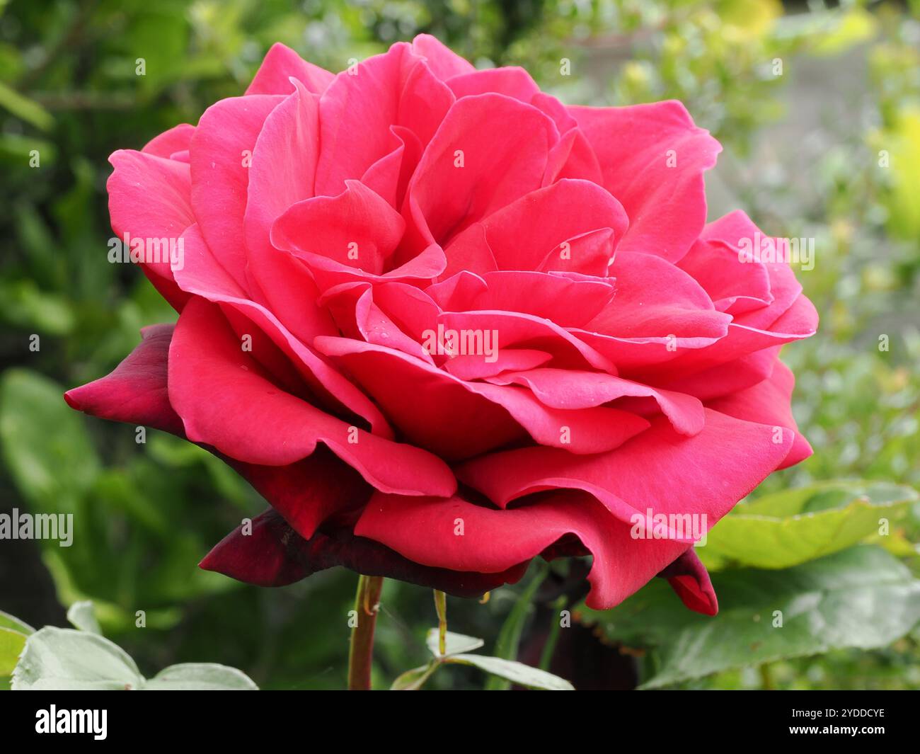 Deep red rose hi-res stock photography and images - Alamy