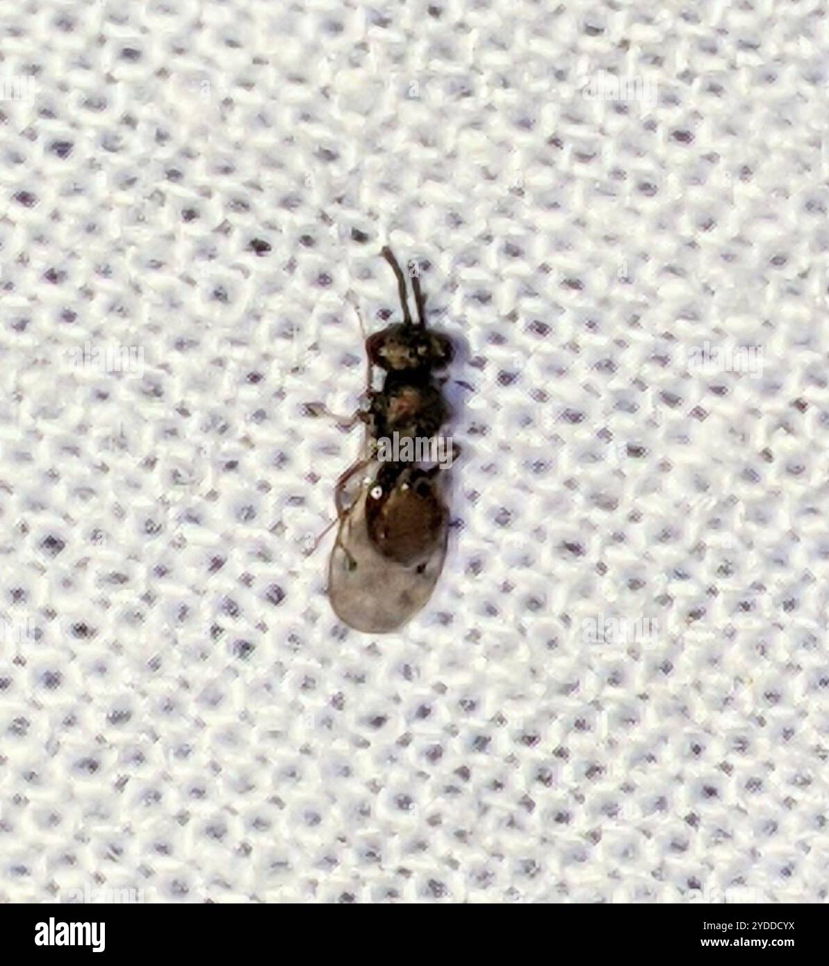 Chalcidoid Wasps (Chalcidoidea Stock Photo - Alamy