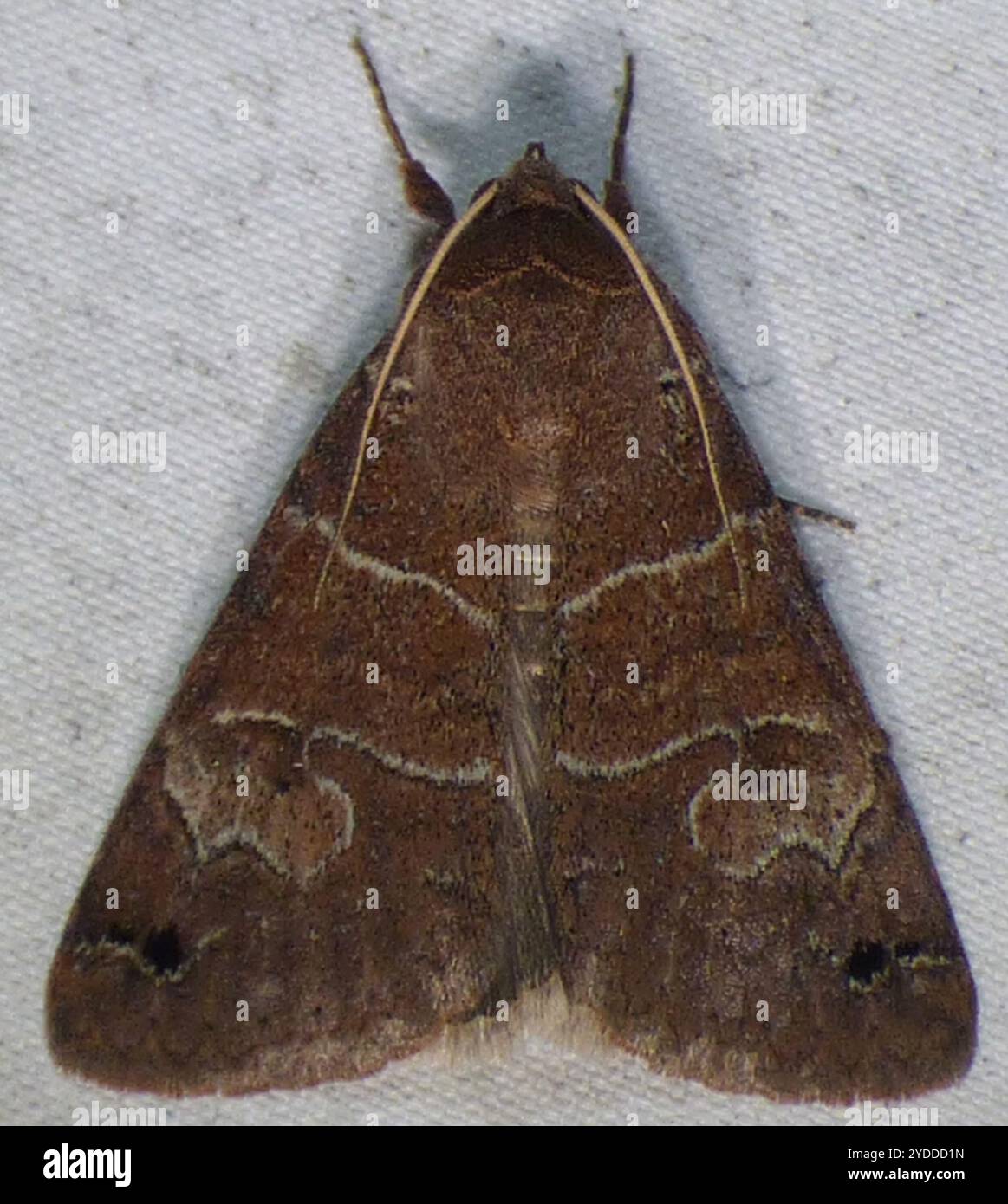 Black-dotted Brown (Cissusa spadix Stock Photo - Alamy