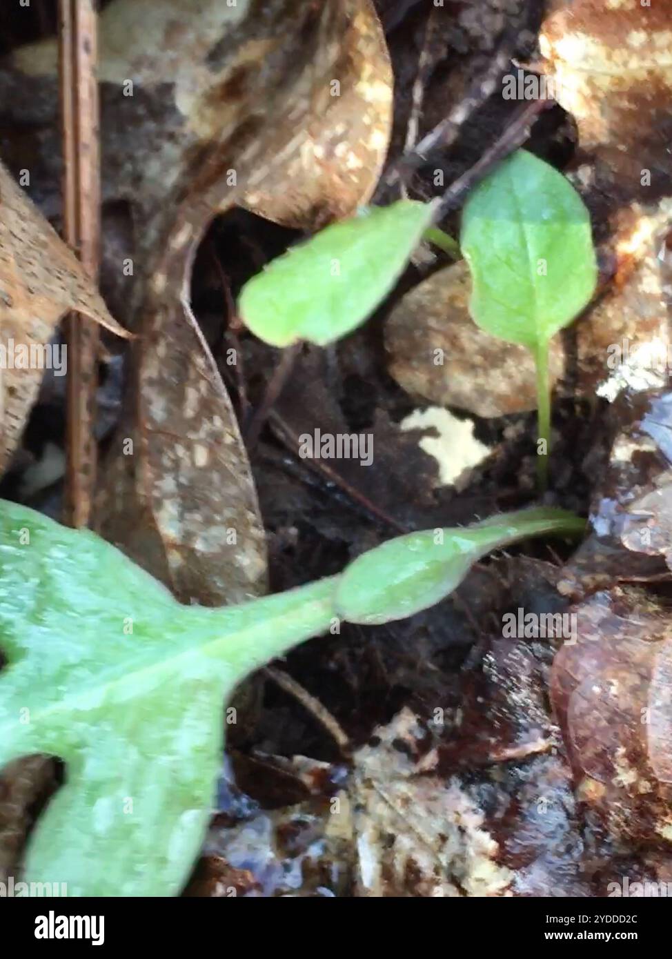 three-leaved rattlesnake root (Nabalus trifoliolatus Stock Photo - Alamy